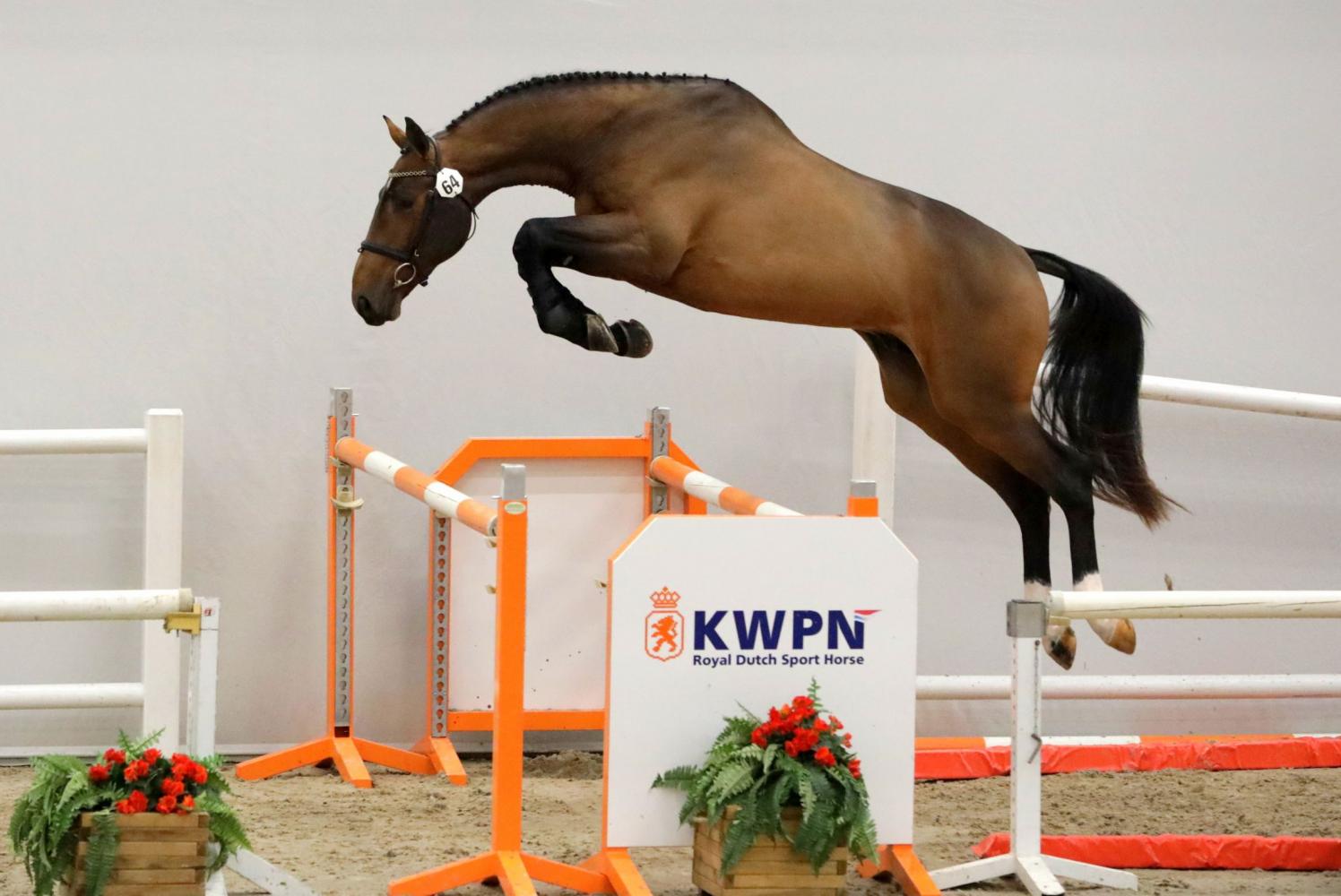 Nearco VDL van't Merelsnest - The Stallion Shop