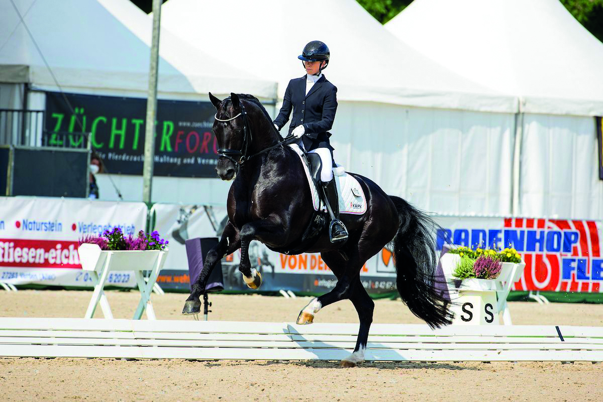 Kjento - The Stallion Shop