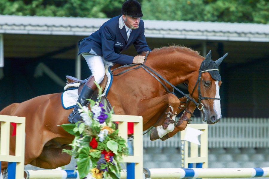 Tangelo V/D Zuuthoeve Preferent - The Stallion Shop