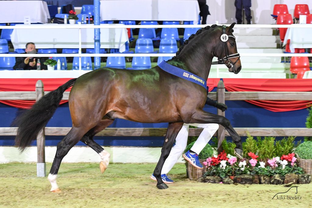 Florida TN - The Stallion Shop