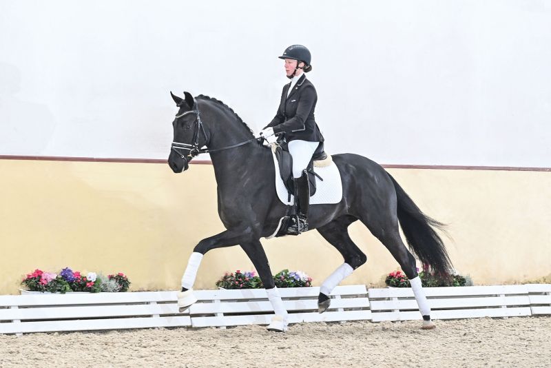 First Magic - The Stallion Shop